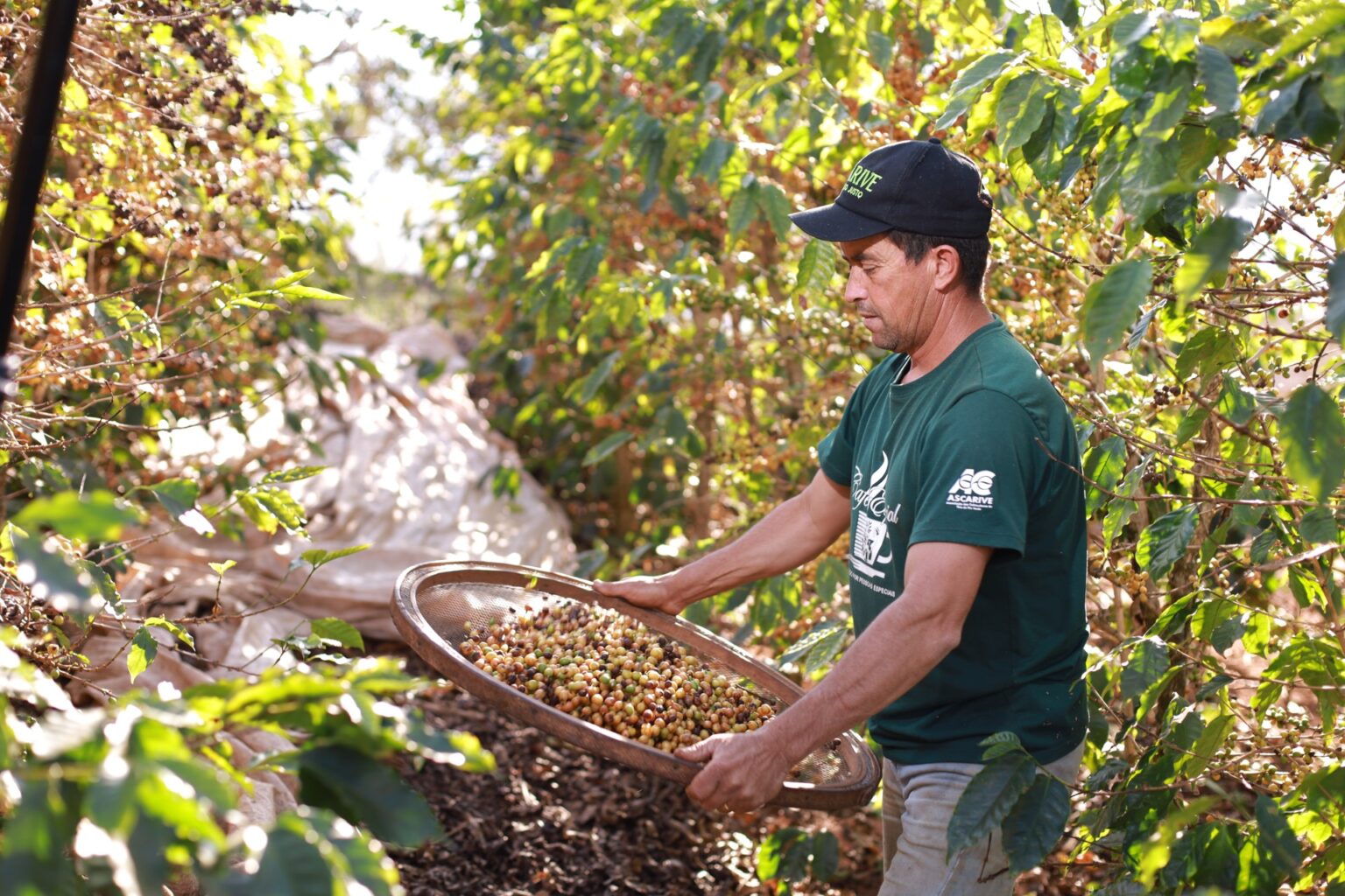 Coffee farmer welfare: where are we? - Global Coffee Report