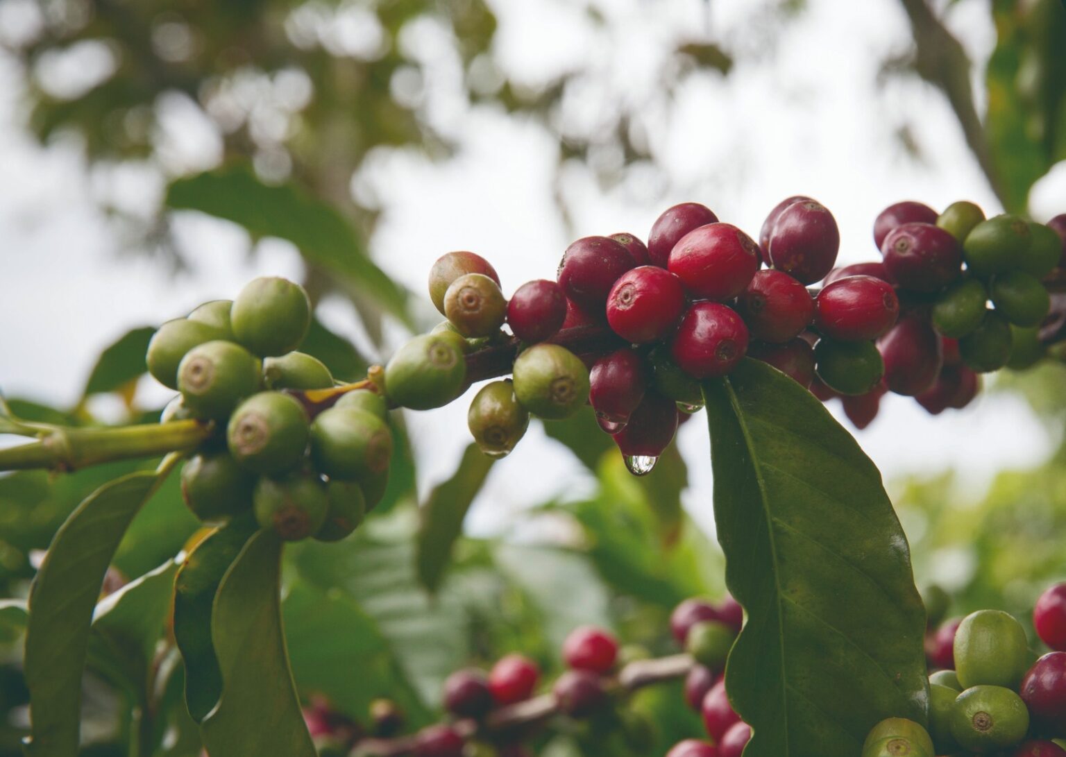 Against the odds: where coffee production is booming - Global Coffee Report