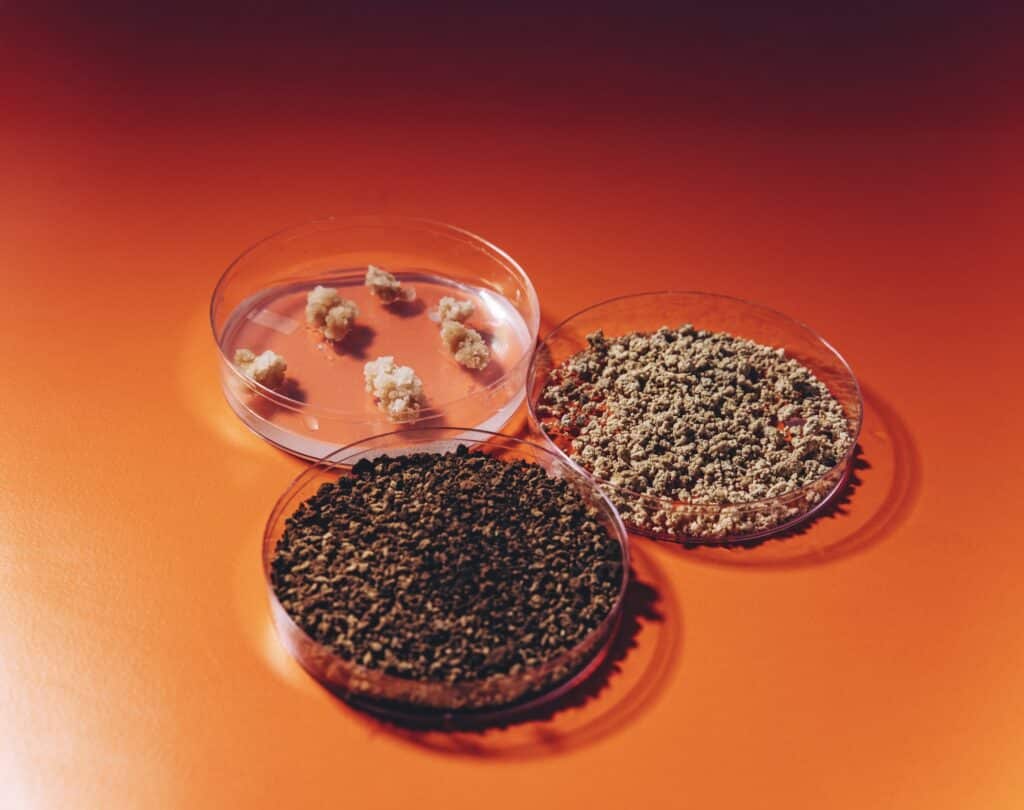 Is lab-grown coffee the future of the industry? - Global Coffee Report