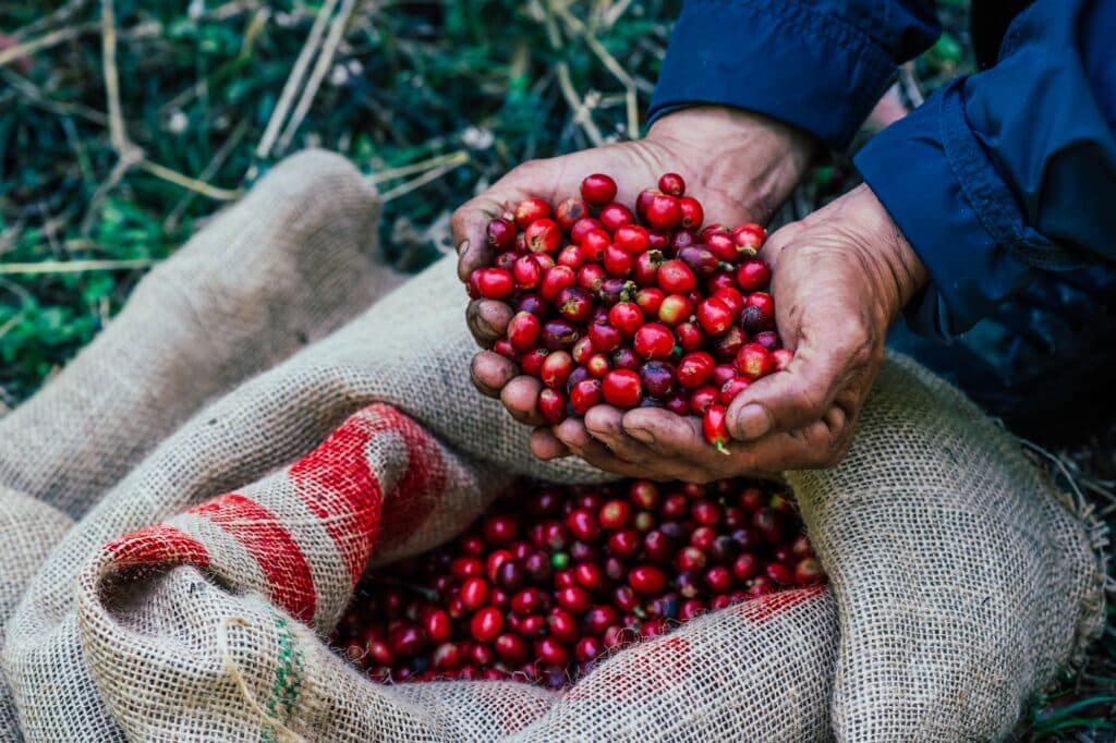 Brazilian farmers in key Arabica region switching to Robusta? - Global ...