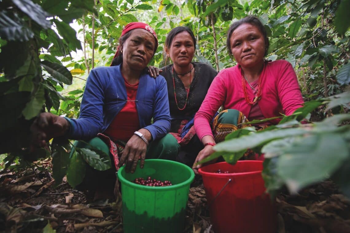 Regions on the rise: Nepal - Global Coffee Report