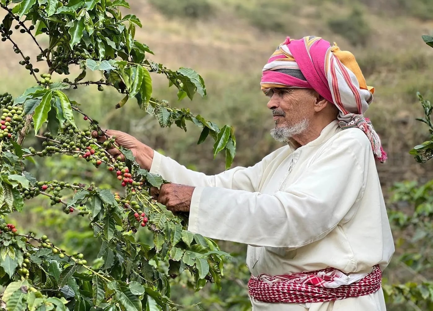 Saudi Arabia targeting huge coffee production boost - Global Coffee Report