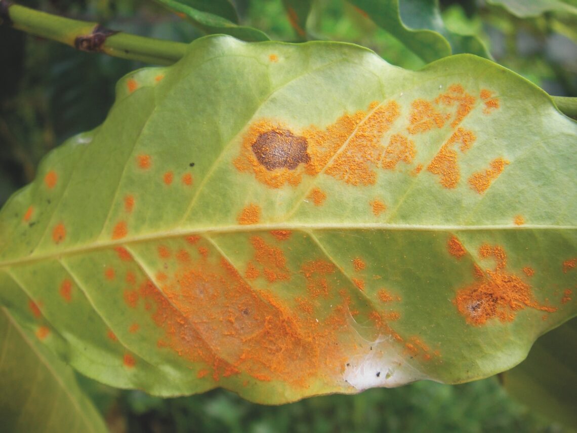 Fighting fungus with fungus: a solution to coffee leaf rust? - Global Coffee Report
