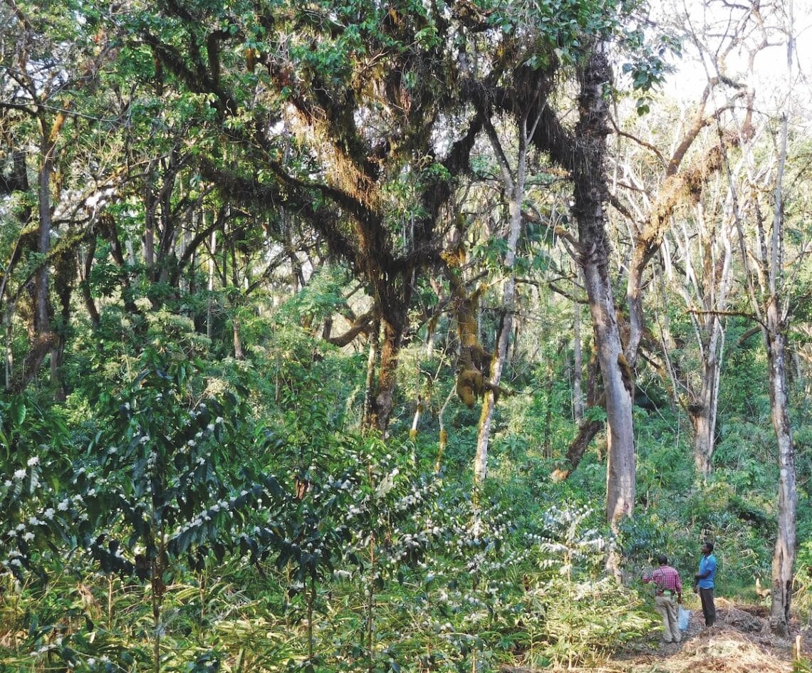 Fighting fungus with fungus: a solution to coffee leaf rust? - Global Coffee Report