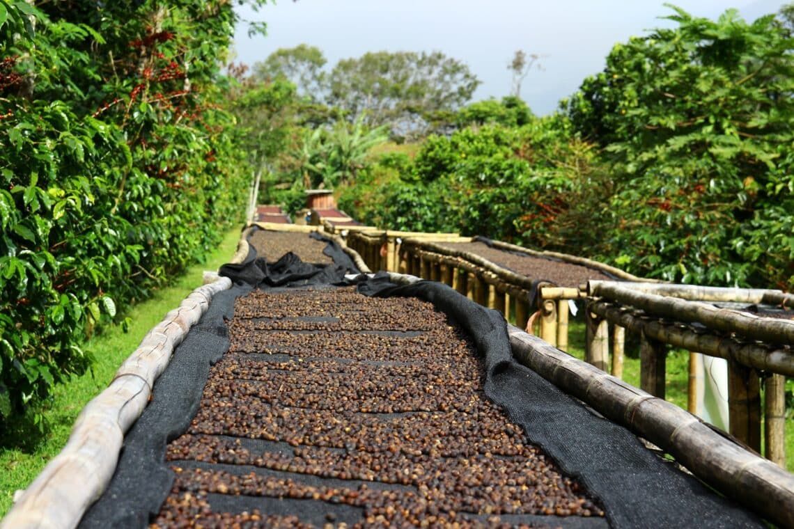 Best of Panama auction sees world-record price - Global Coffee Report