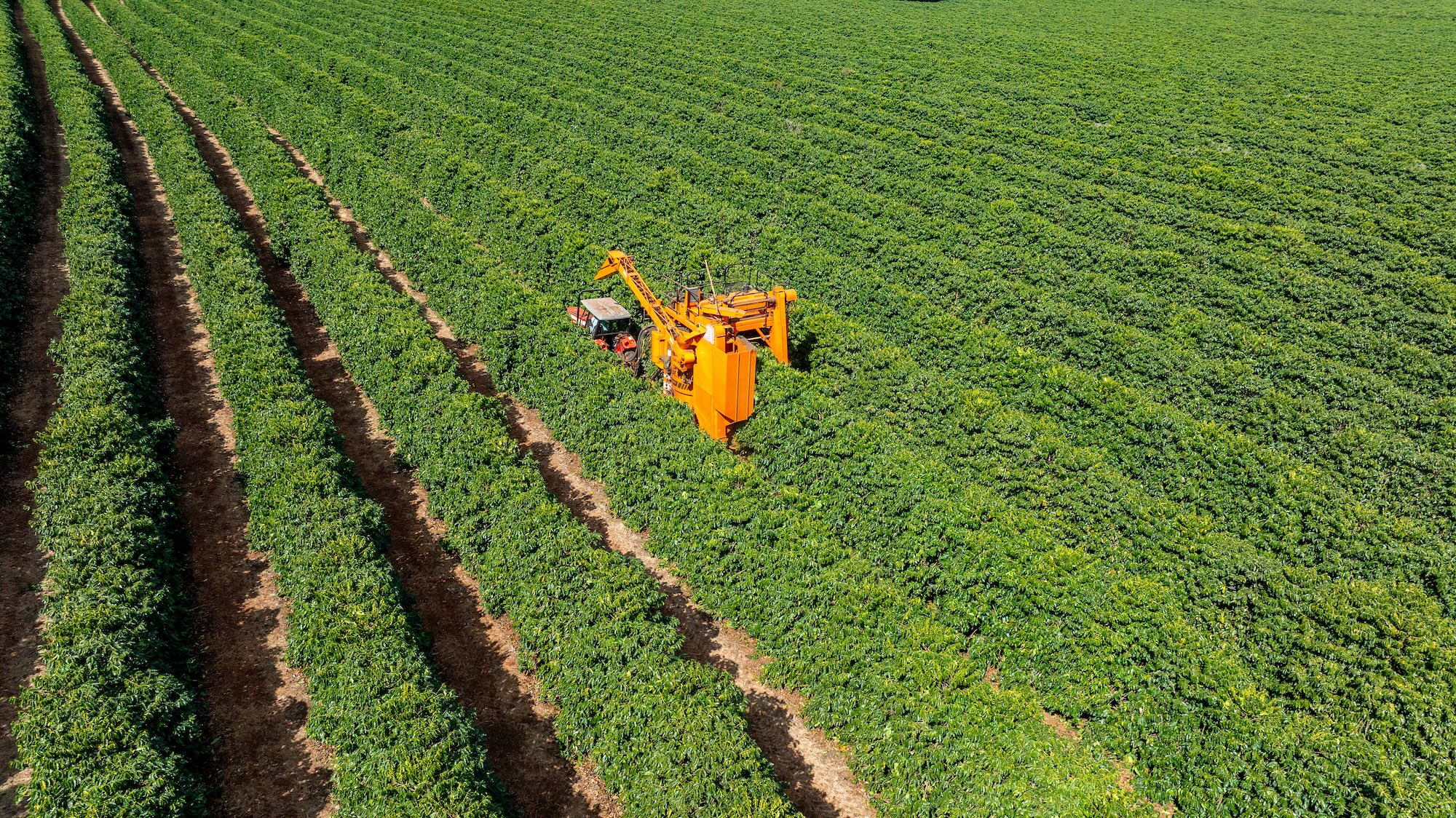 Saudi Reef to increase coffee production tenfold - Global Coffee Report