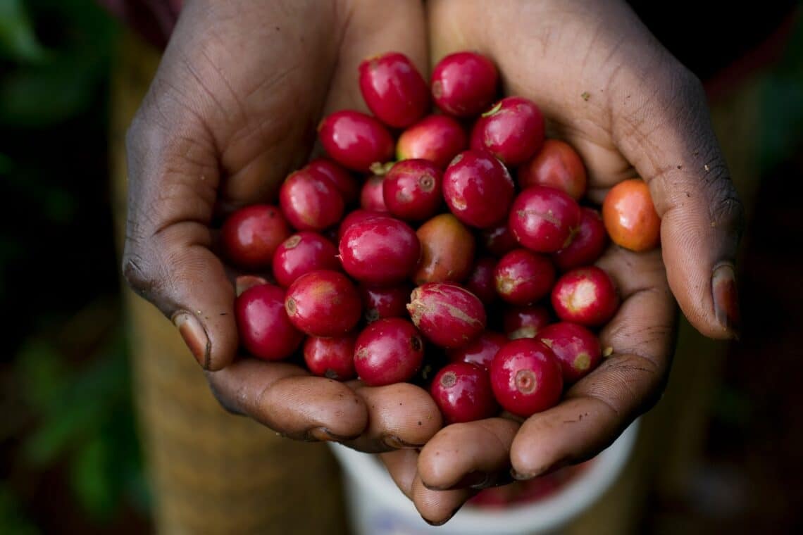 New Kenyan farmer payment method suspended - Global Coffee Report