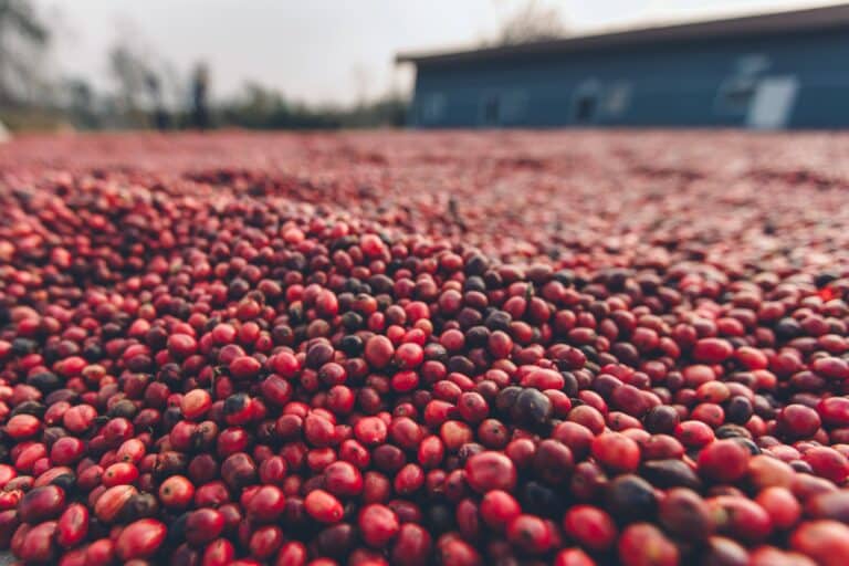 Vietnam surpasses US$7.6 billion of coffee exports in 2025 - Global ...