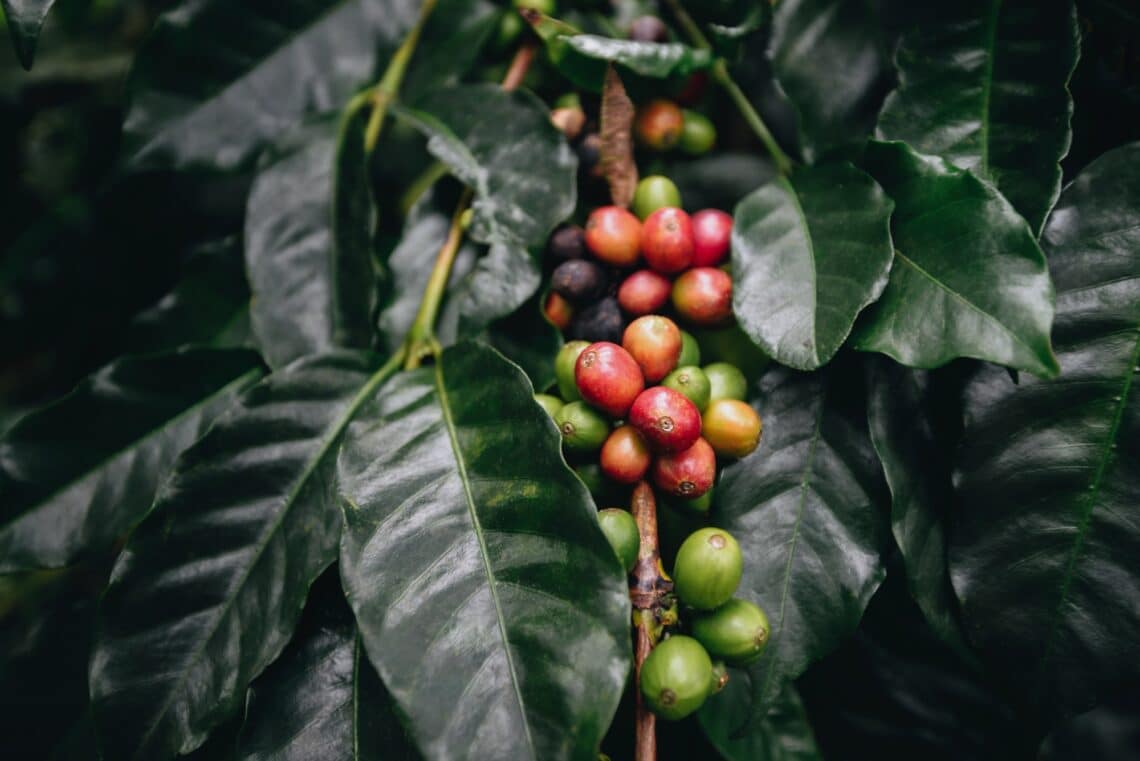 New climate analysis shows increase in heat in coffee-growing regions ...