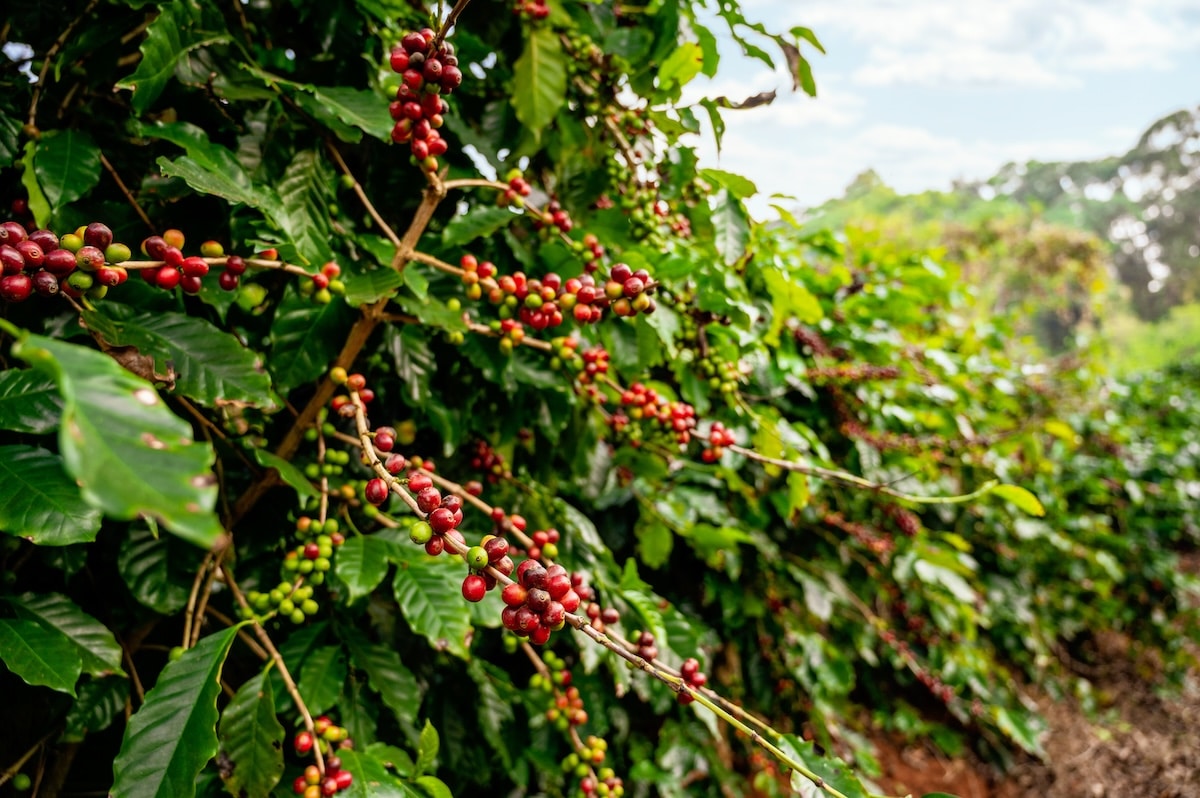 World Coffee Research launches new data platform for climate action ...