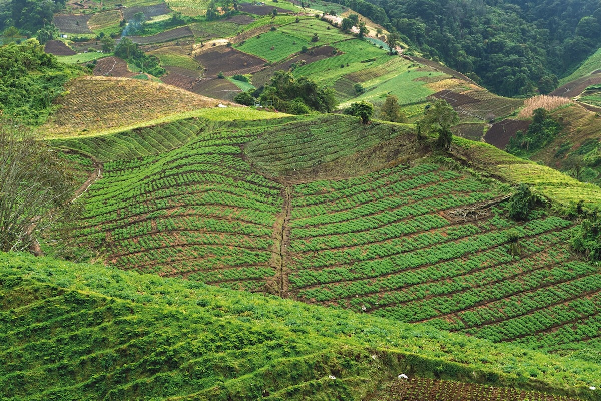 Regions on the rise: Panama - Global Coffee Report