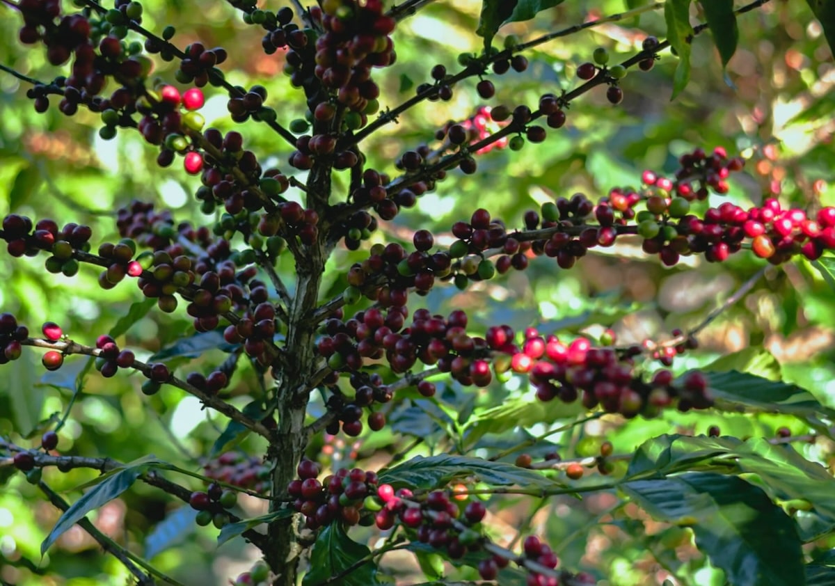 Starbucks Mexico launches latest edition of coffee plant donation ...
